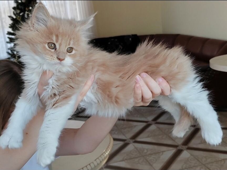 Мейн-кун полидакт кошечка 76/66