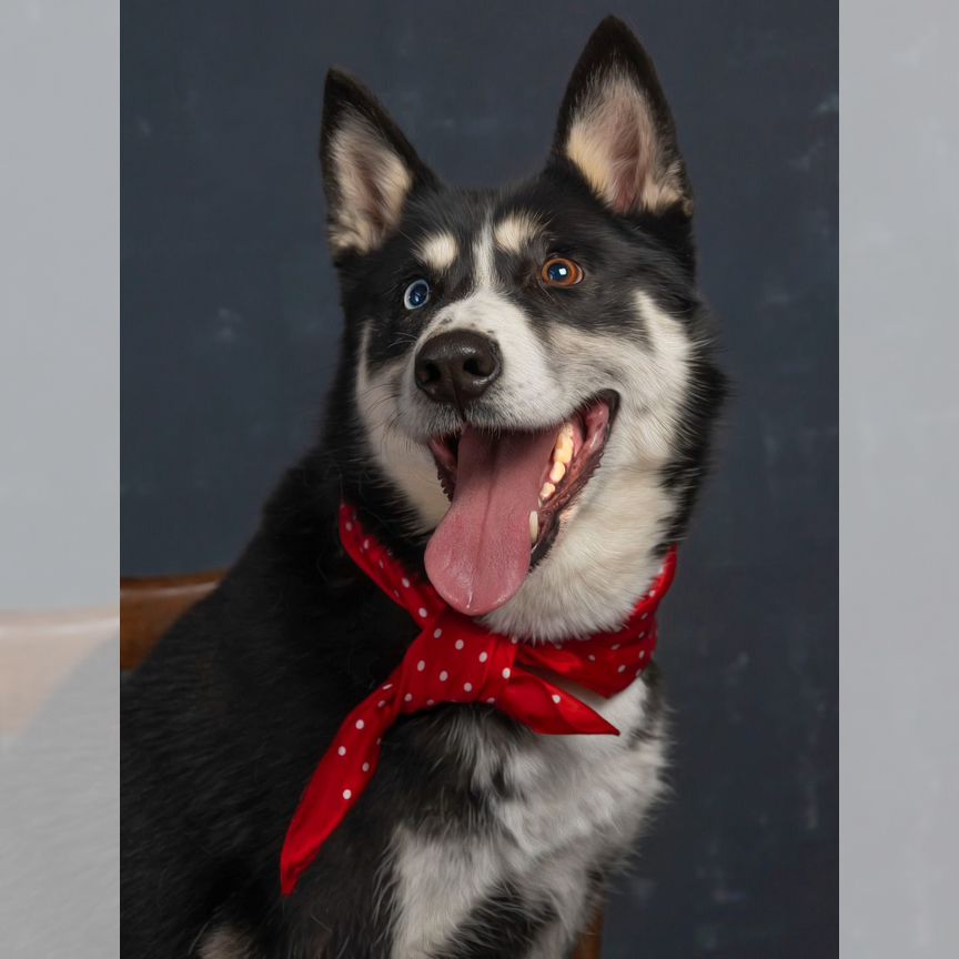 Хаски в добрые руки город Казань