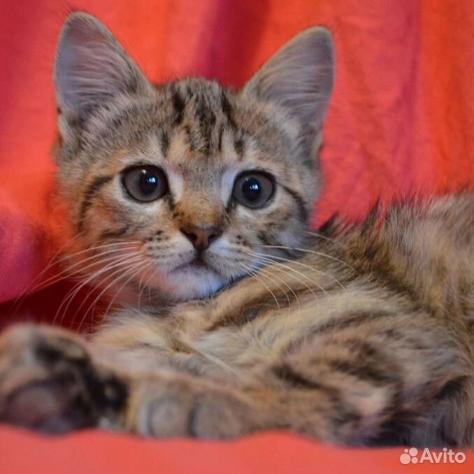 Маркус с сво ищет дом