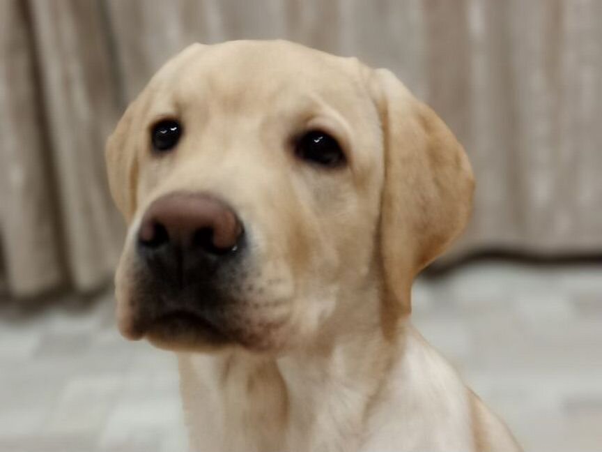 Щенки лабрадора