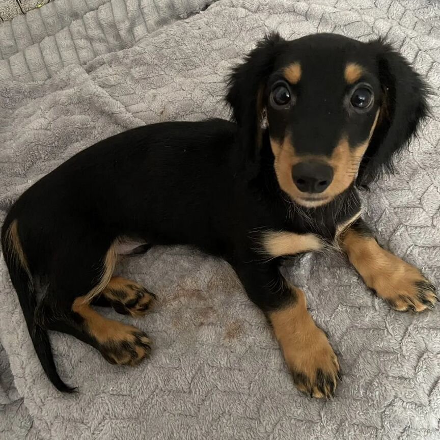 Такса, щенок