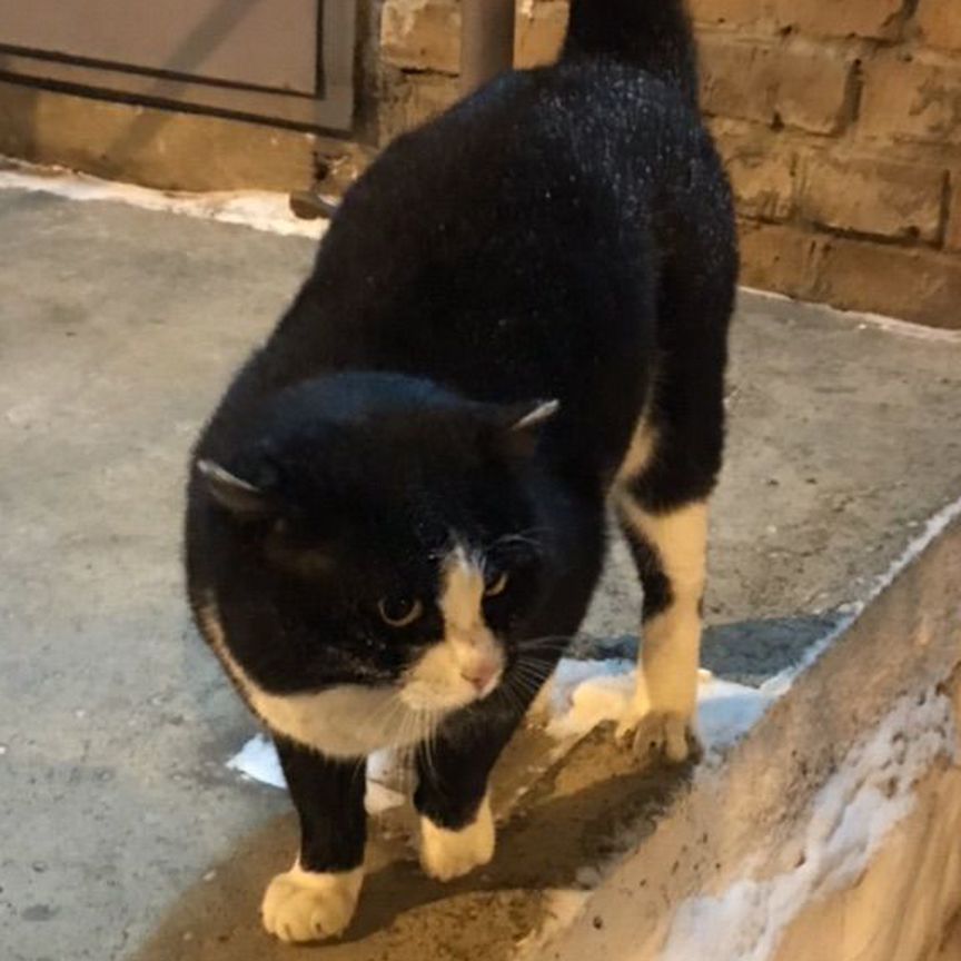 Взрослый кот в добрые руки