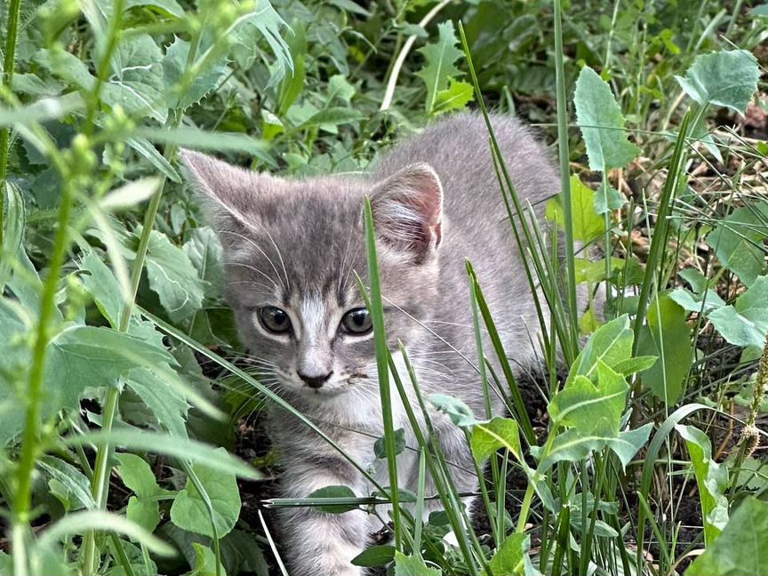 Котята в добрые руки 4мес