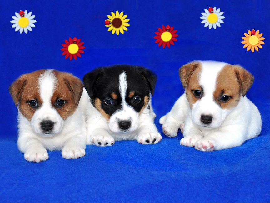 Щенки джек Рассел терьер гладкошерстный