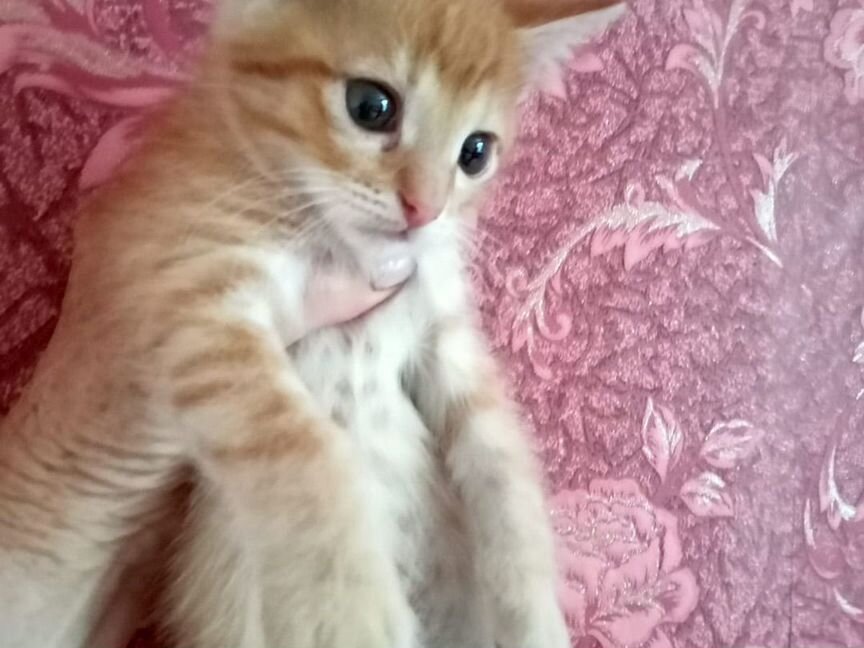 Рыжий котик в добрые руки