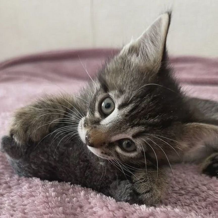 Котёнок в добрые руки