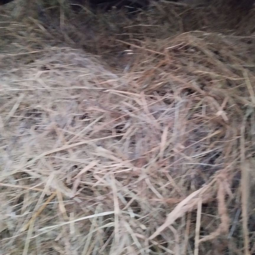 Сено в брикетах