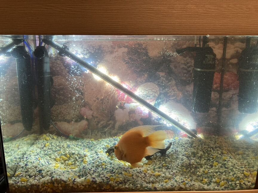 Аквариум с рыбкой попугаем