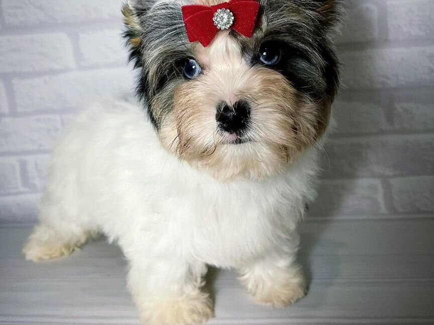 Бивер йорк с голубыми глазами