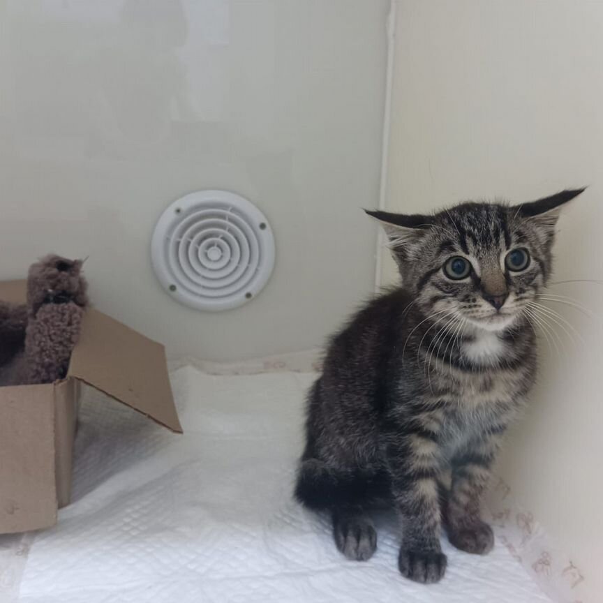 Котятки Тишка и Пушистик в добрые руки