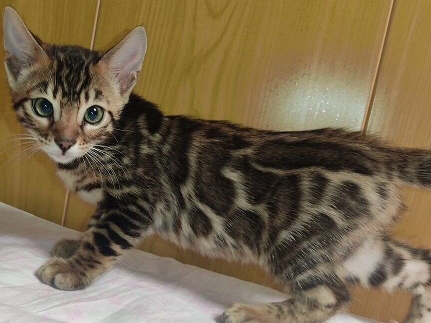 Контрастные бенгальчики