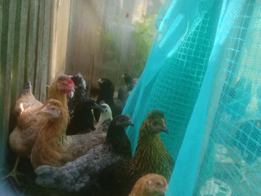 Куры молодки несушки