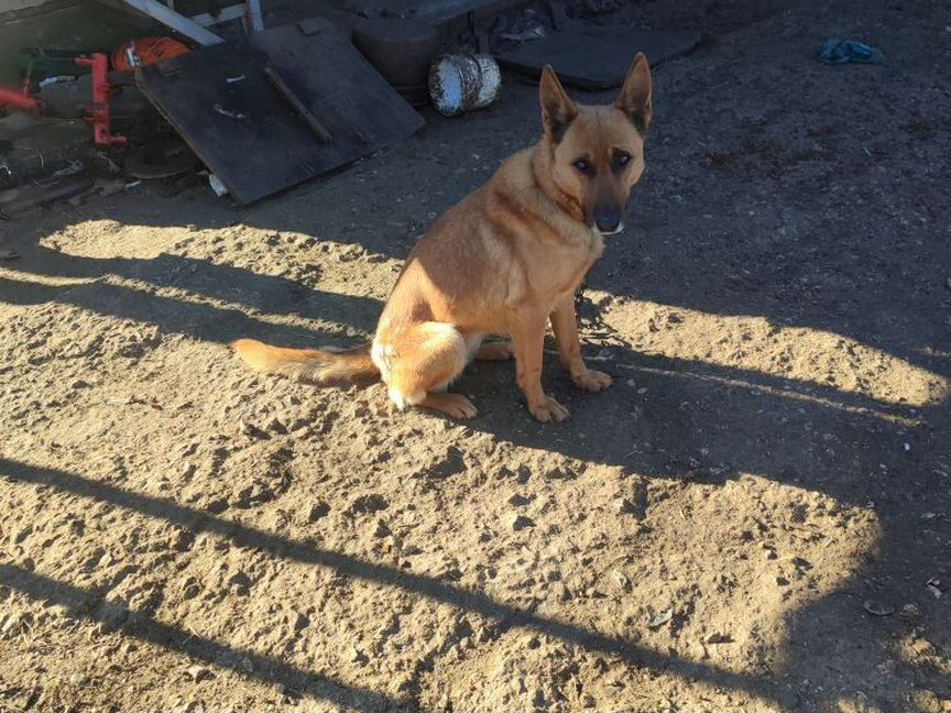 Отдам в добрые руки собаку сука 3 года