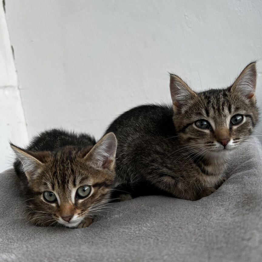 Отдам Котят, 3 месяца