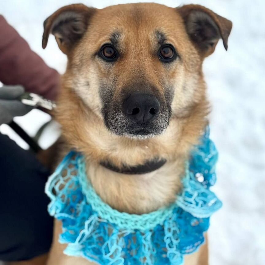 Австралийская овчарка, взрослый пёс