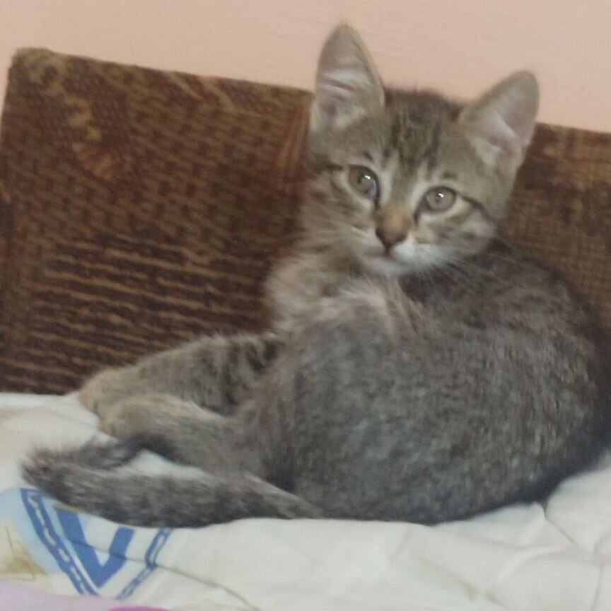 Котёнок в добрые руки
