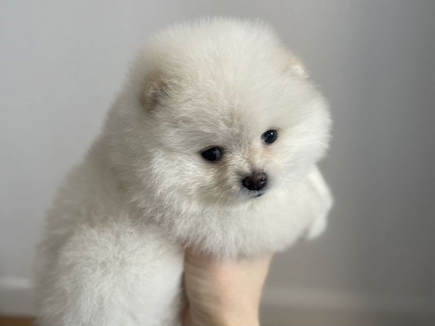 Мини Мишка померанский шпиц