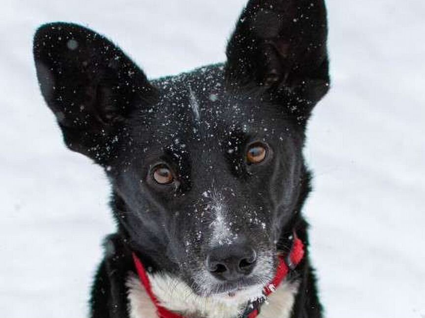 Собака для людей без опыта