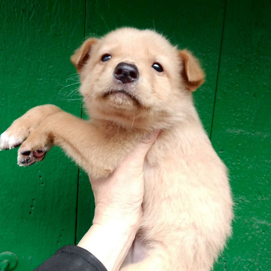 Щенок.Мальчик 1.5 месяца