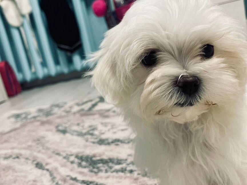 Мальтийская болонка