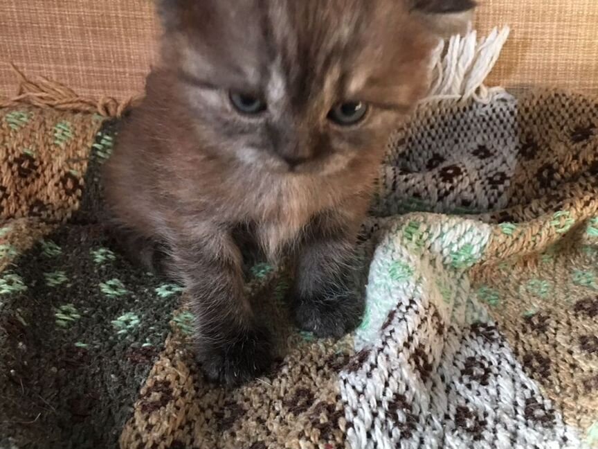 Кошка