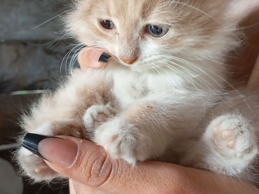 Отдам катят в добрые руки