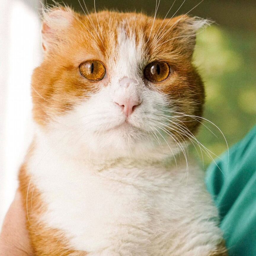 Кот Пончик в добрые руки