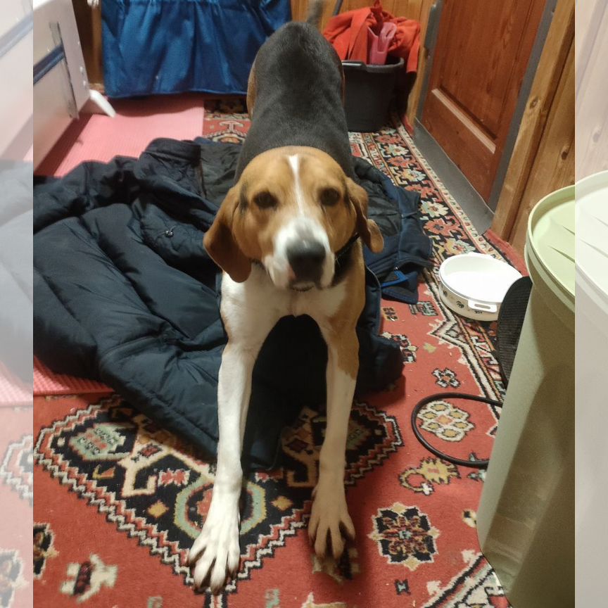 Русская гончая, взрослый пёс