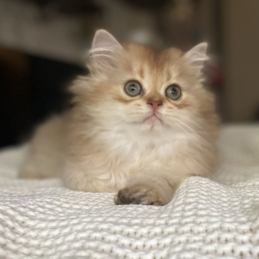 Шотландская кошечка Роза