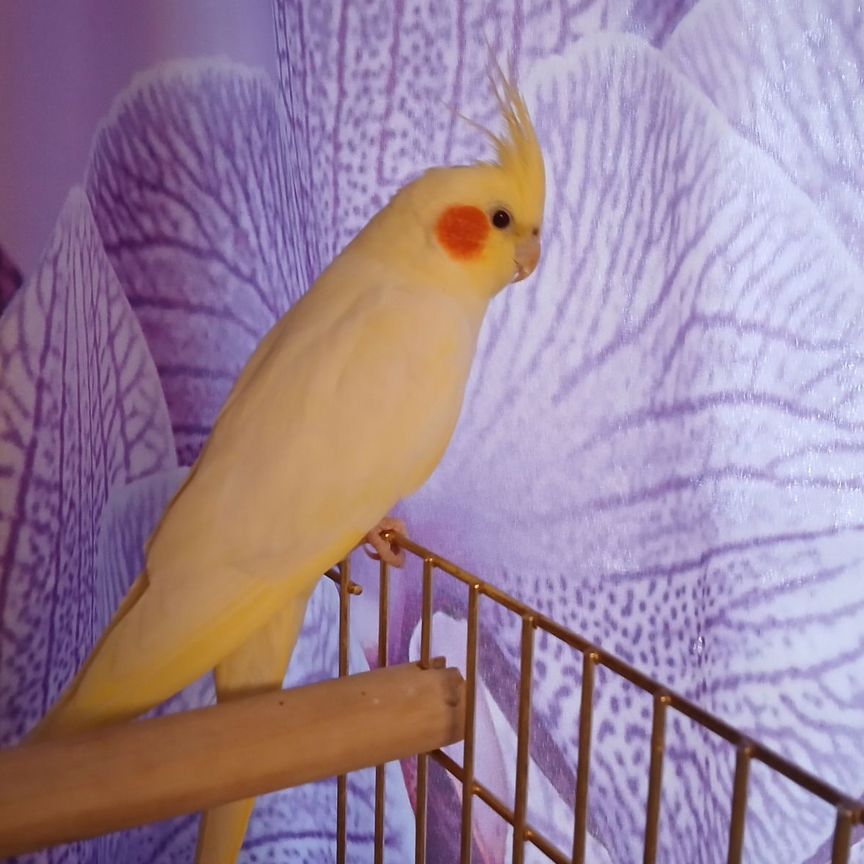 Попугай корелла мальчик