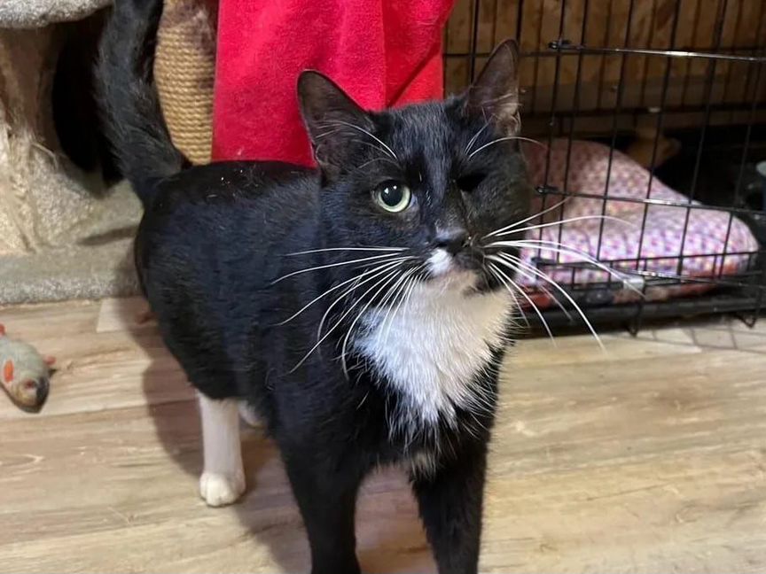 Одноглазый Пиратик мечтает о доме