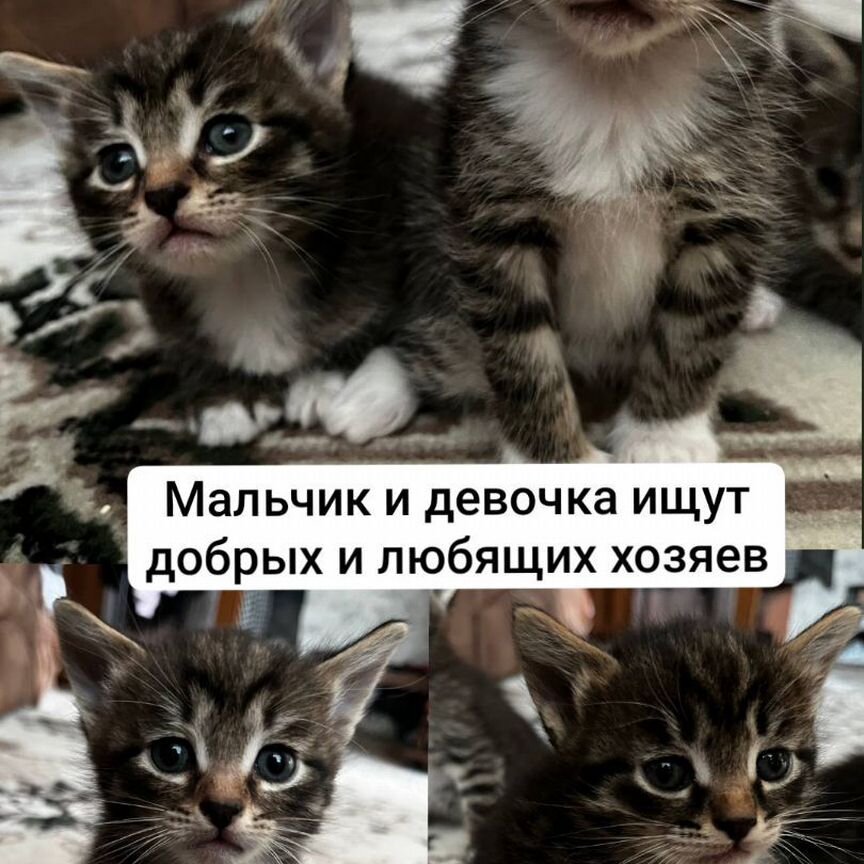 Котята в добрые руки 1.5 месяца