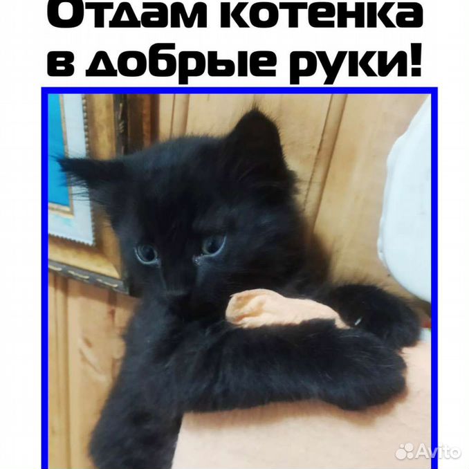 Отдам чёрного котёнка добрым людям