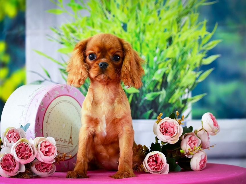 Спаниель куколка кавалерочка