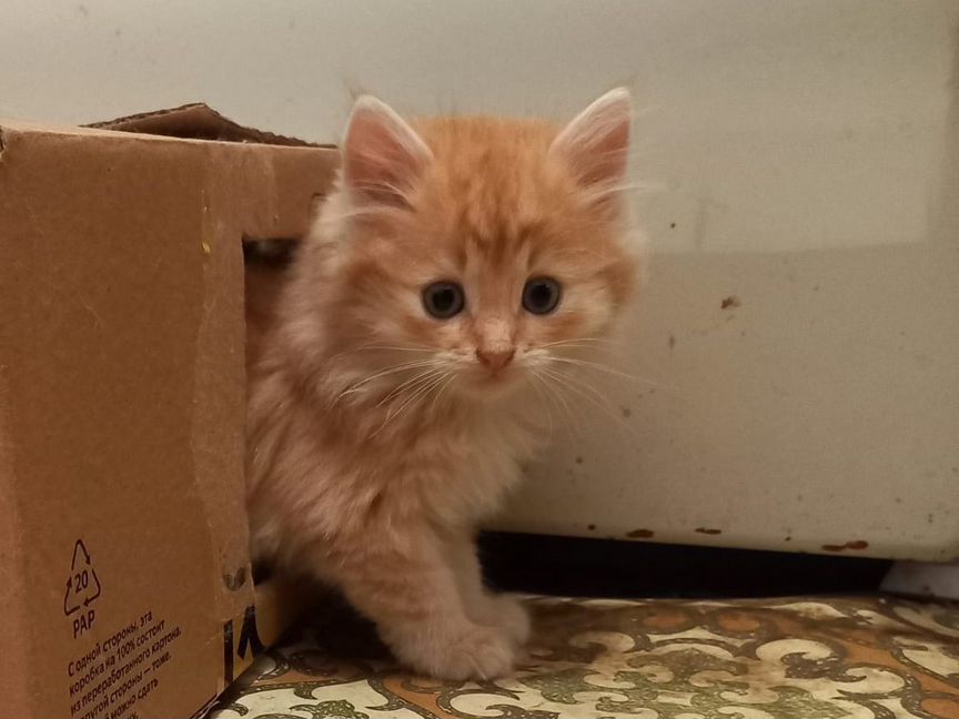 Котята в добрые руки