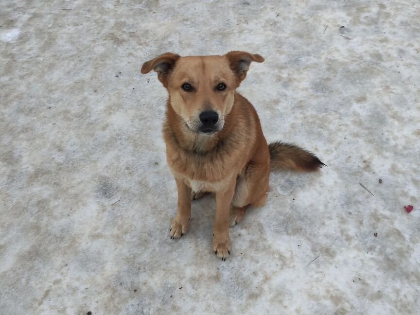 Очередное предательство