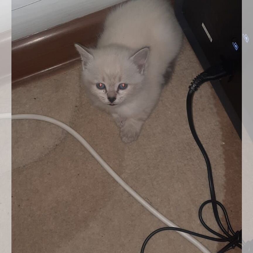 Отдам тайских котят