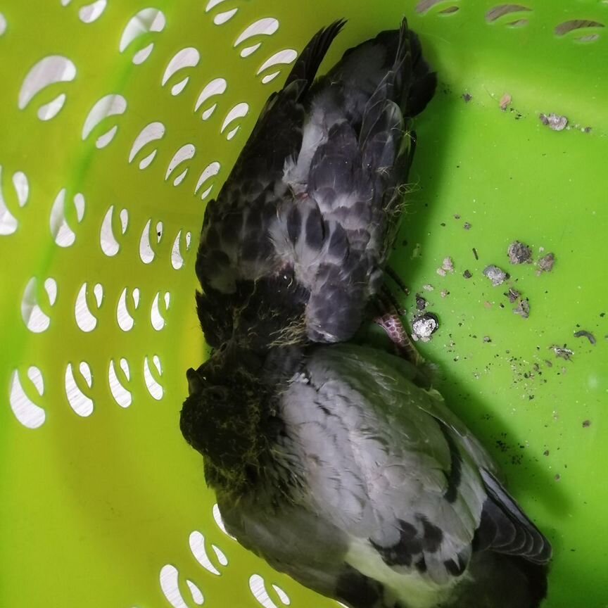 Голуби птенцы