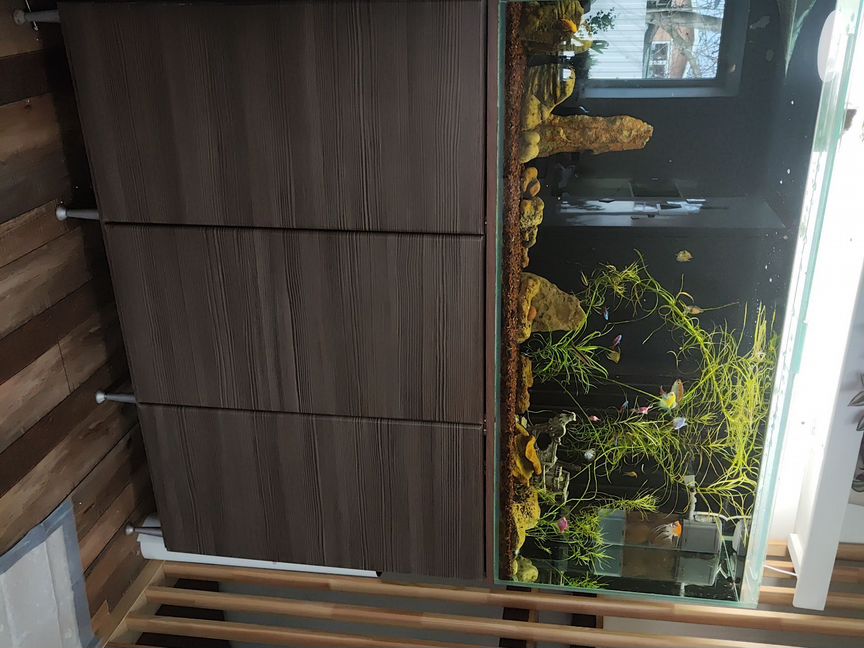 Аквариум с рыбками и улитками