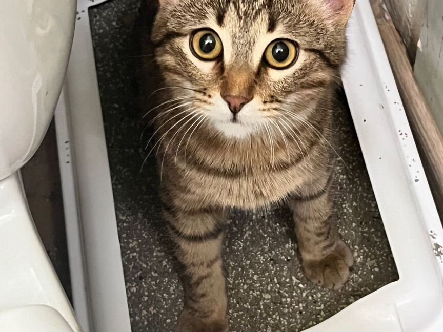 Приученный к лотку котенок