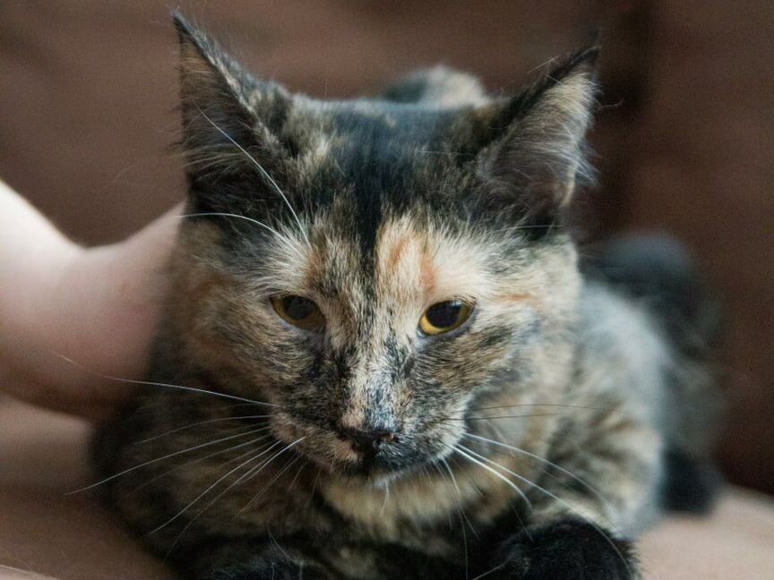 Кошка в добрые руки