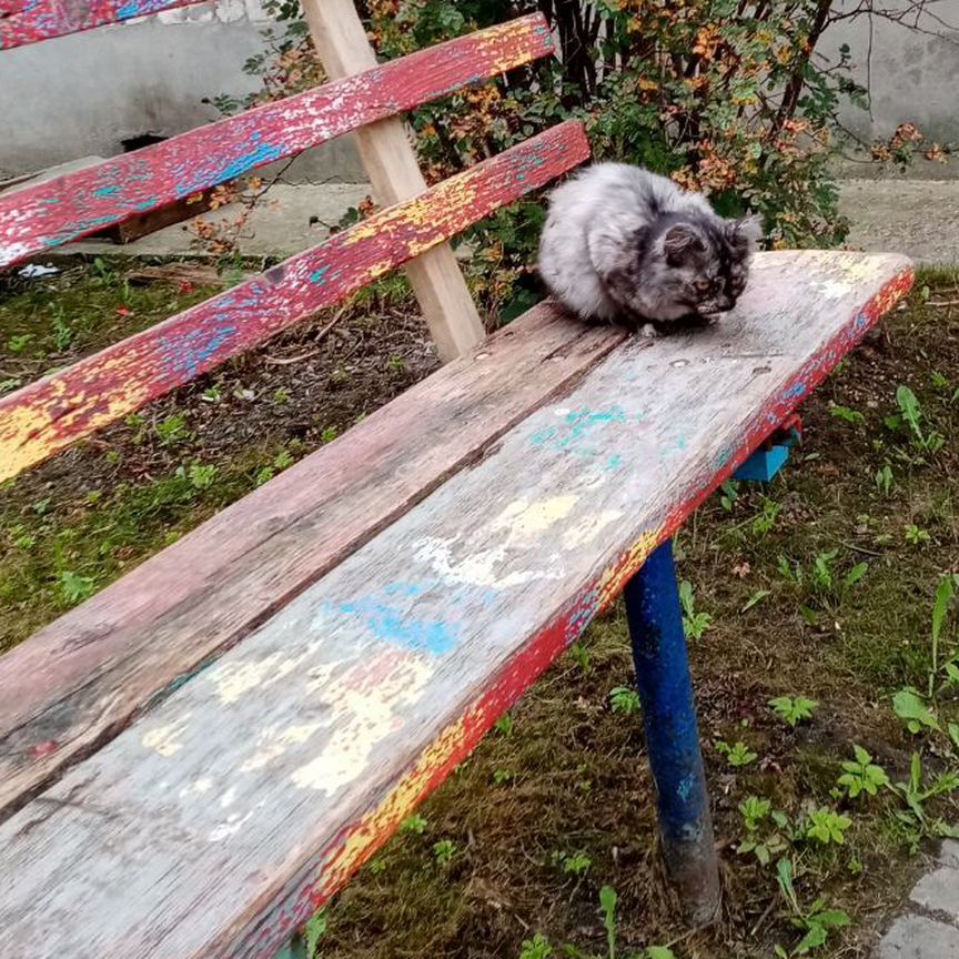 Чей потерялся котенок