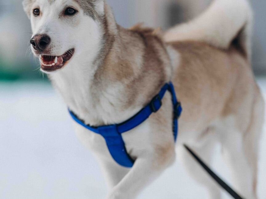 Собака
