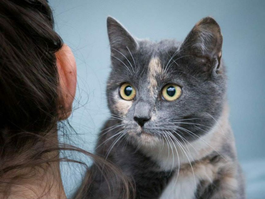 Котёнок в дар
