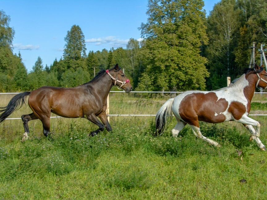 Электропастух