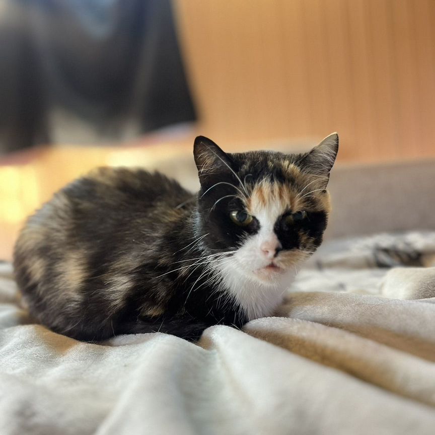 Маруся живет в приюте и никто ее не замечает