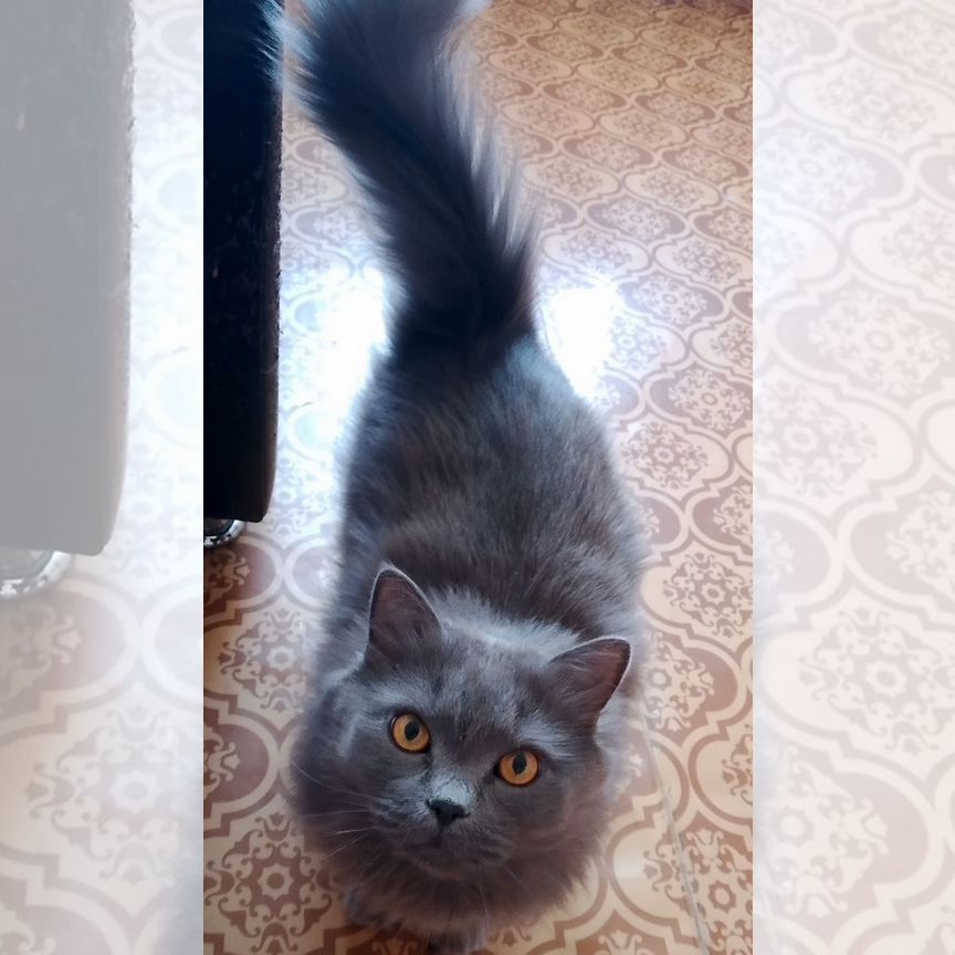 Шотландский прямоухий длинношёрстный, взрослый кот