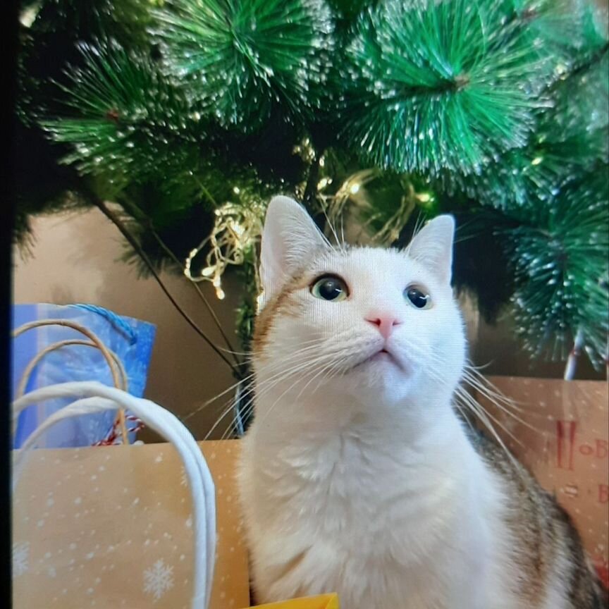 Кошка