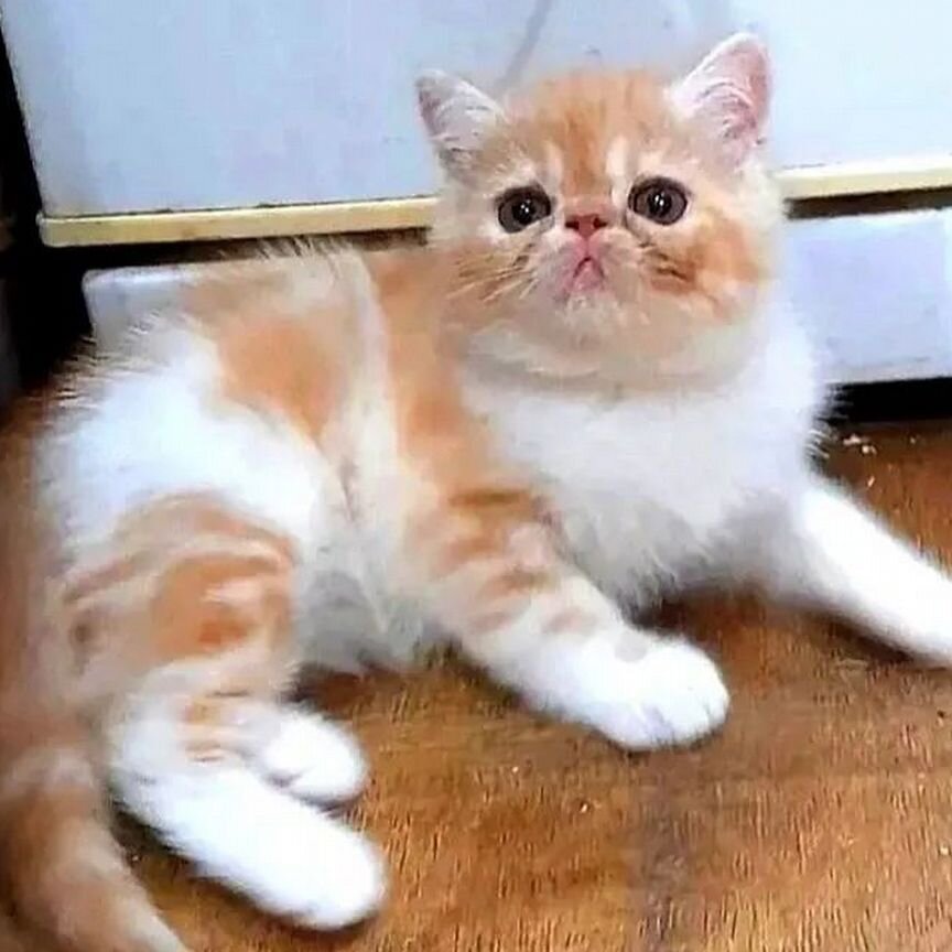 Экзотический котик