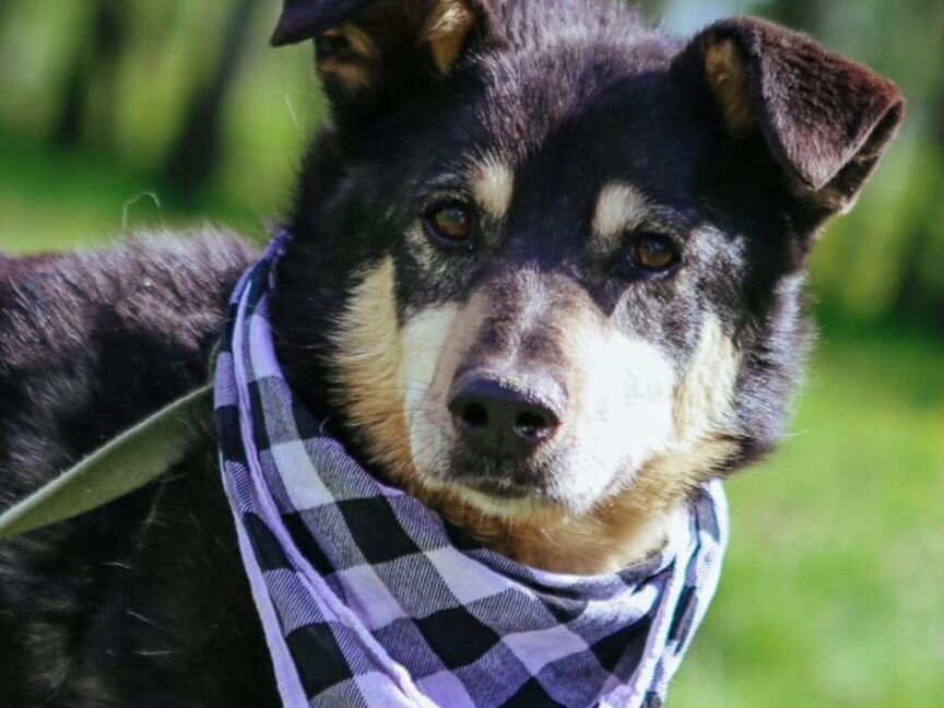 Собака Зося в добрые руки